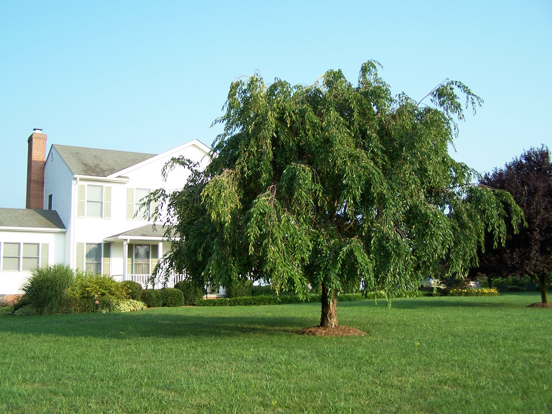 Susan’s Weeping Cherry Tree | The Studio
